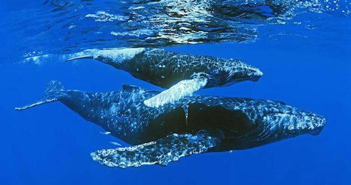 Científicos revelan el comportamiento de las ballenas durante su reproducción en el Pacífico