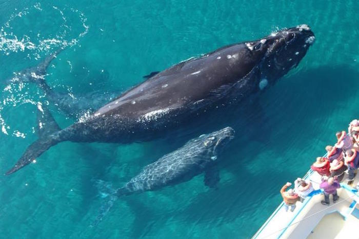 Científicos revelan el comportamiento de las ballenas durante su reproducción en el Pacífico
