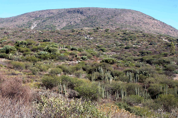 70 VARIEDADES DE MAGUEYES PRODUCTORES | SinEmbargo MX