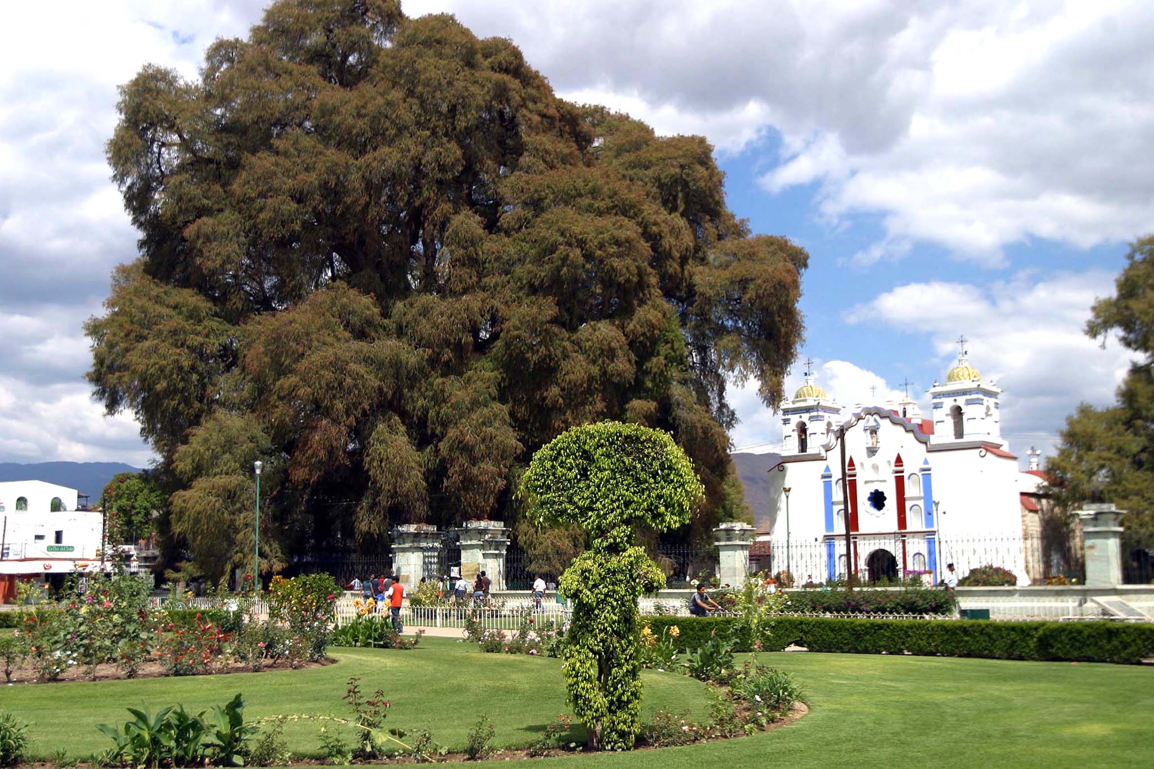 Árbol del Tule: milenario testigo del tiempo en Oaxaca | SinEmbargo MX