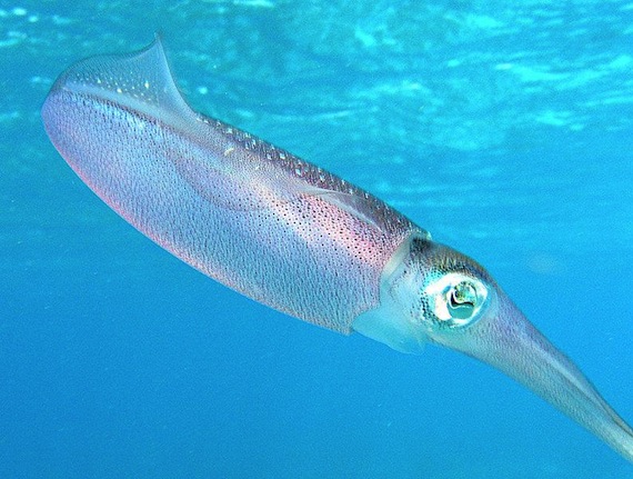 El calamar revolucionario; transplantes y tecnologías de invisibilidad ...