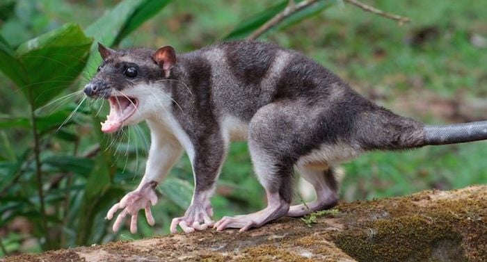 Tlacuaches: los únicos marsupiales mexicanos