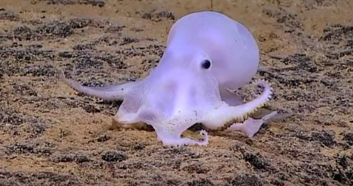 Un pulpo "fantasma": la nueva especie descubierta en aguas del Pacífico ...