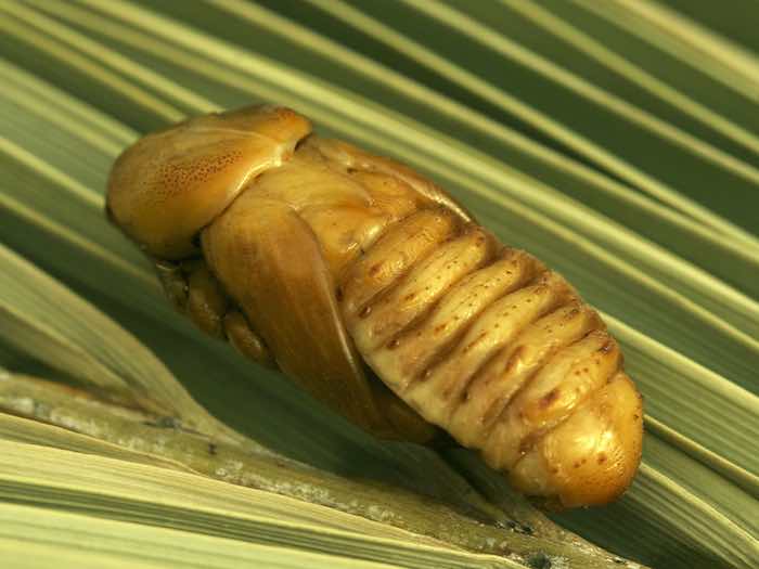 Biólogos descubren mecanismo que controla metamorfosis en insectos ...