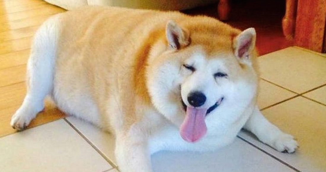 La obesidad de tu mascota es más preocupante de lo que crees