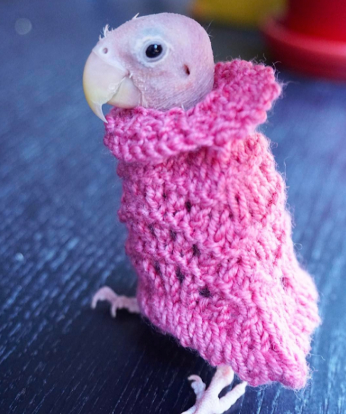 Rhea, el loro sin plumas que es la sensación de Instagram