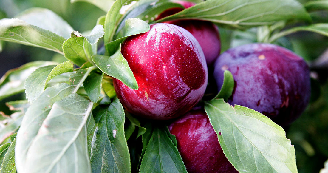 Los beneficios de la ciruela roja | SinEmbargo MX