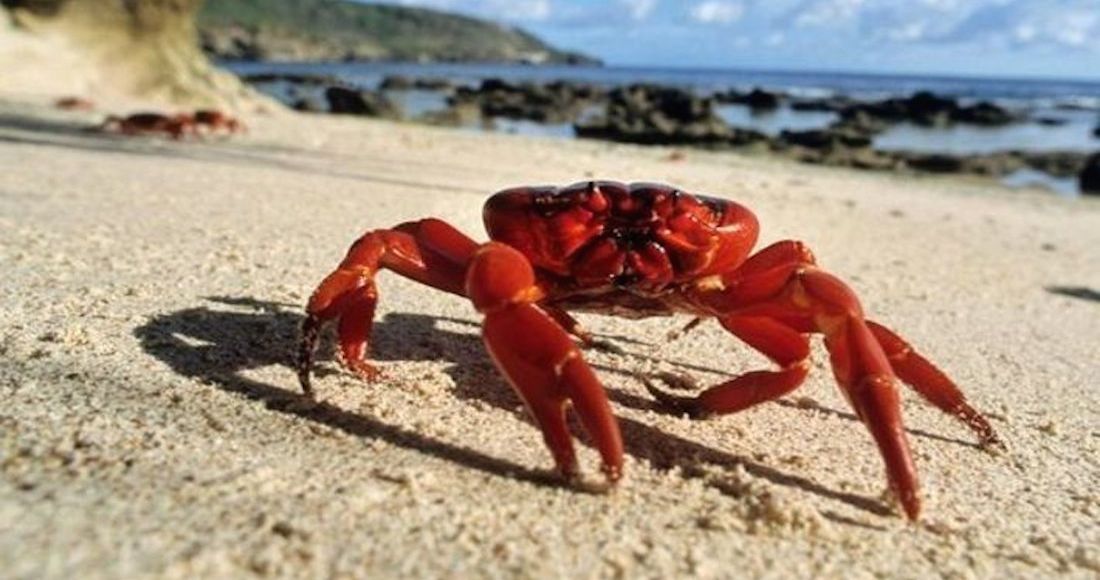 Cangrejos rojos- Armando Chacha | SinEmbargo MX
