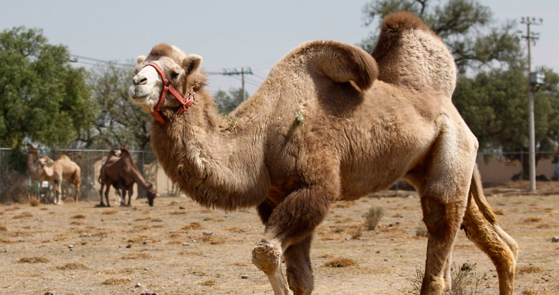 Un camello se fuga de criadero y camina 100 kilómetros para volver a ...