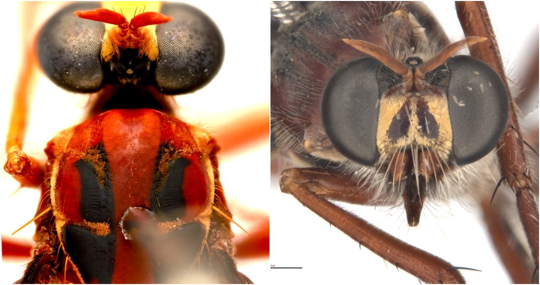 Australia nombra a nuevas especies de insectos descubiertas como ...