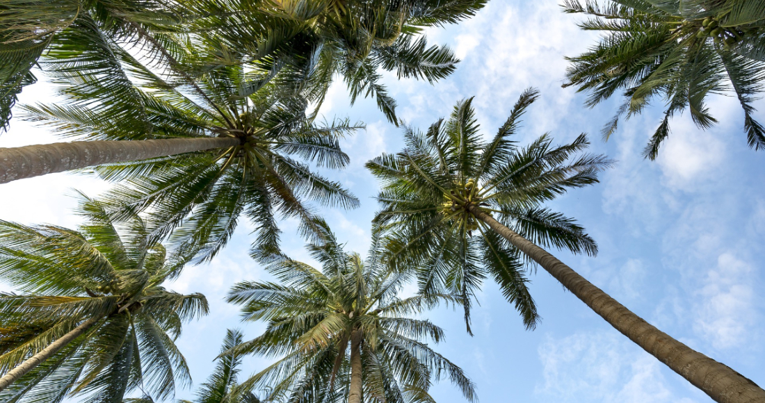 La Tuba, la bebida refrescante de Colima que ayuda paliar la sensación ...