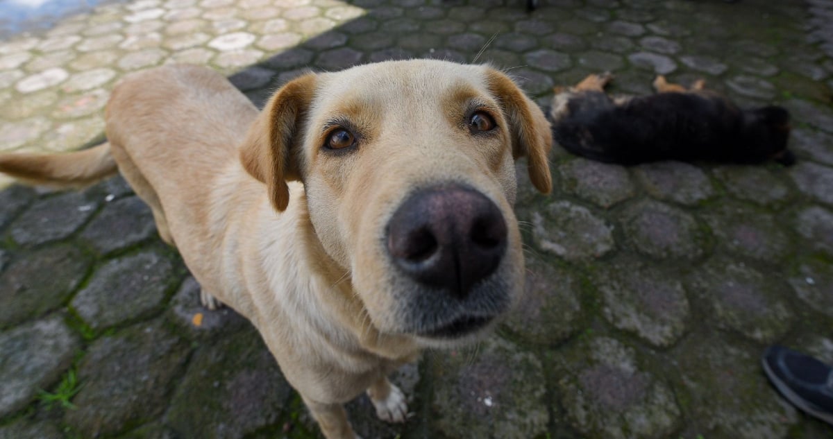 Caramelo: guerra entre México y Brasil por un perro mestizo